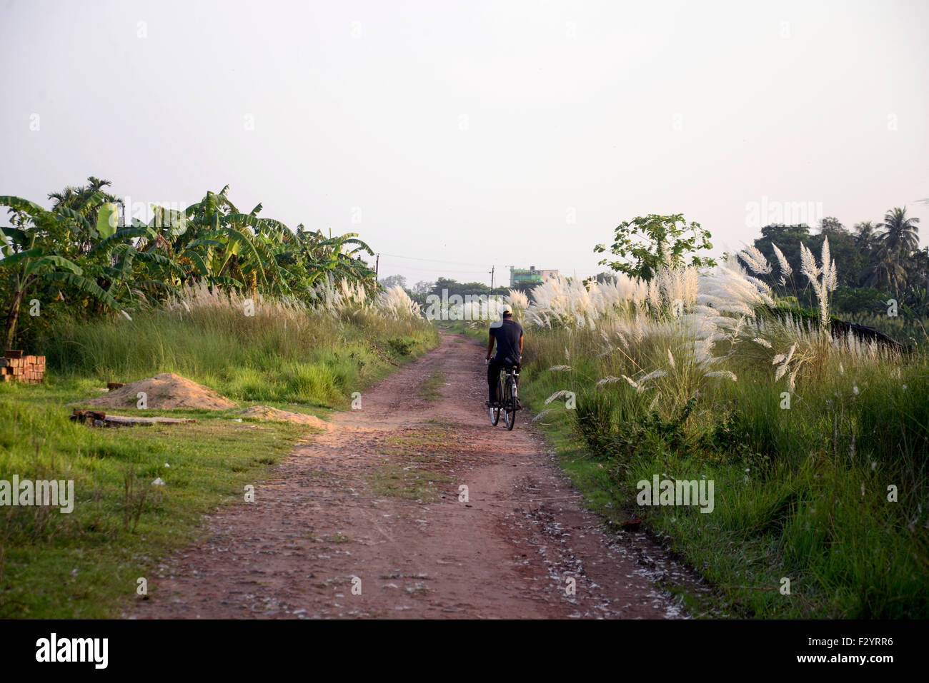 Kansh phool hi-res stock photography and images - Alamy