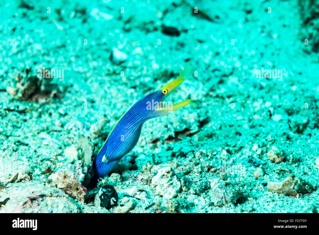 Pacific ocean eel hi-res stock photography and images - Alamy