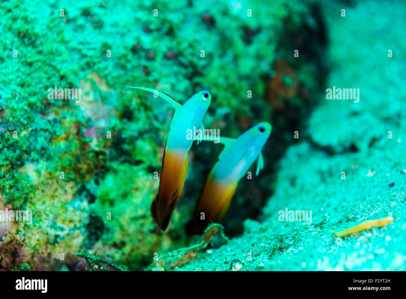 Firefish (Nemateleotris magnifica Stock Photo - Alamy