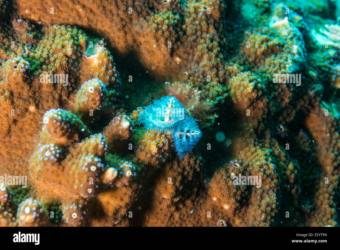 Christmas tree worms. It's named after Christmas tree-like crowns ...