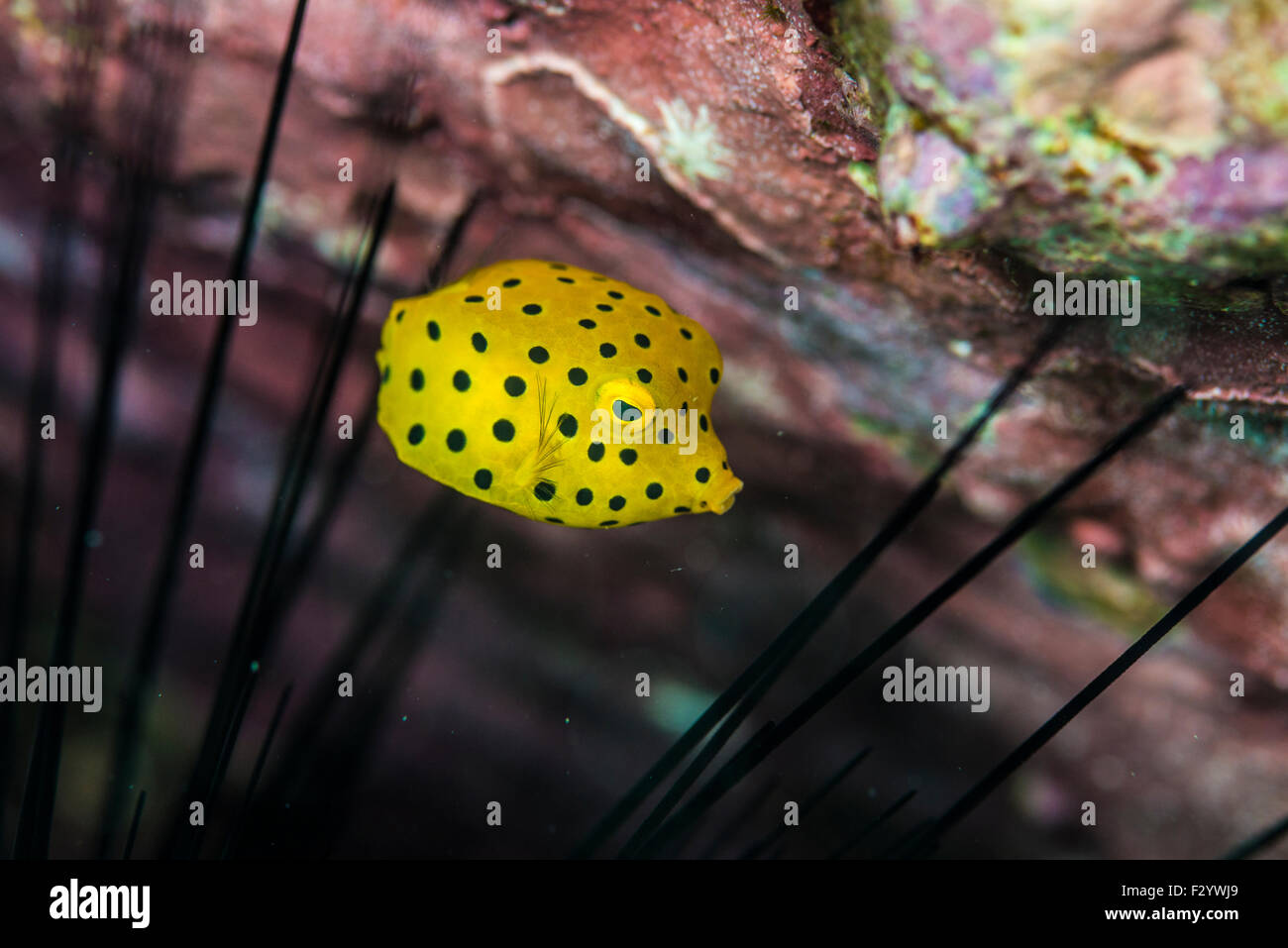 Baby Yellow Boxfish Cheapest Offers | www.oceanproperty.co.th