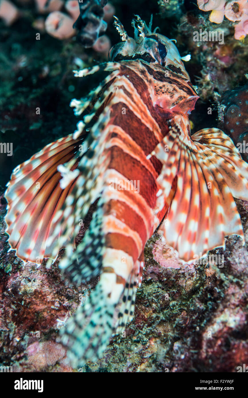 Red Lionfish (Pterois volitans Linnaeus, 1758). at Kashiwajima island ...