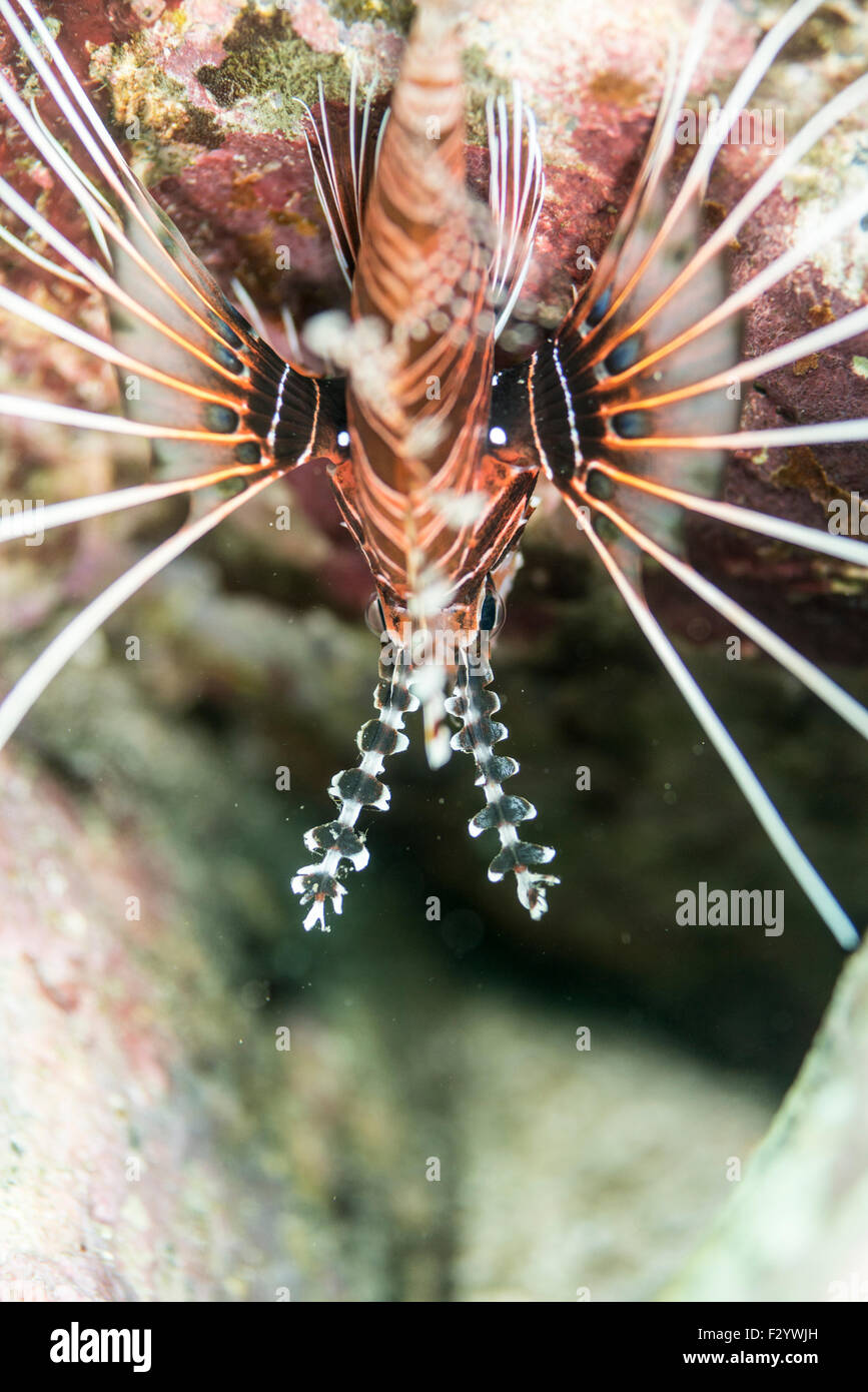 Lionfish pterois antennata hi-res stock photography and images - Alamy