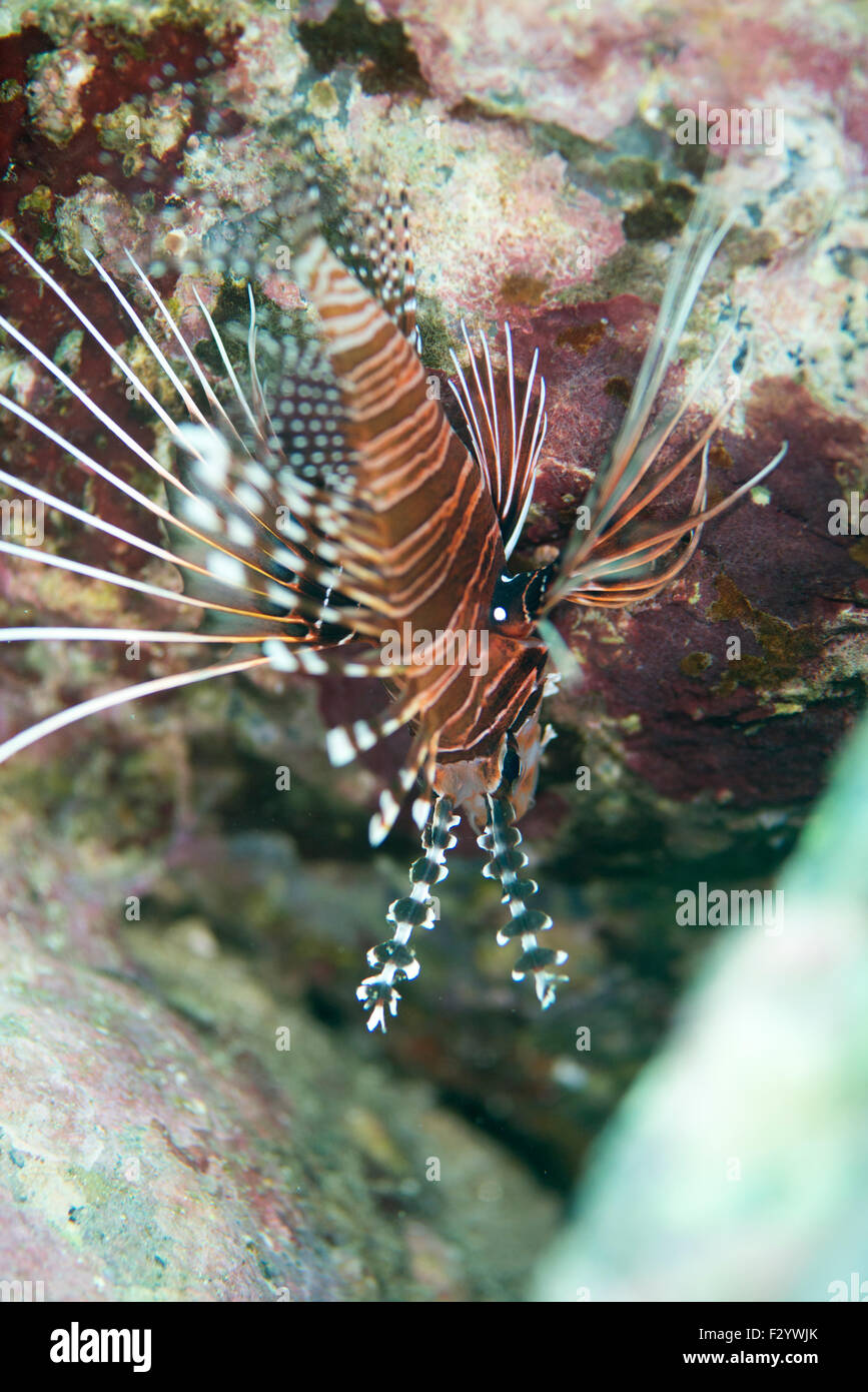 Spotfin lionfish or broadbarred firefish, Scientific name is Pterois ...