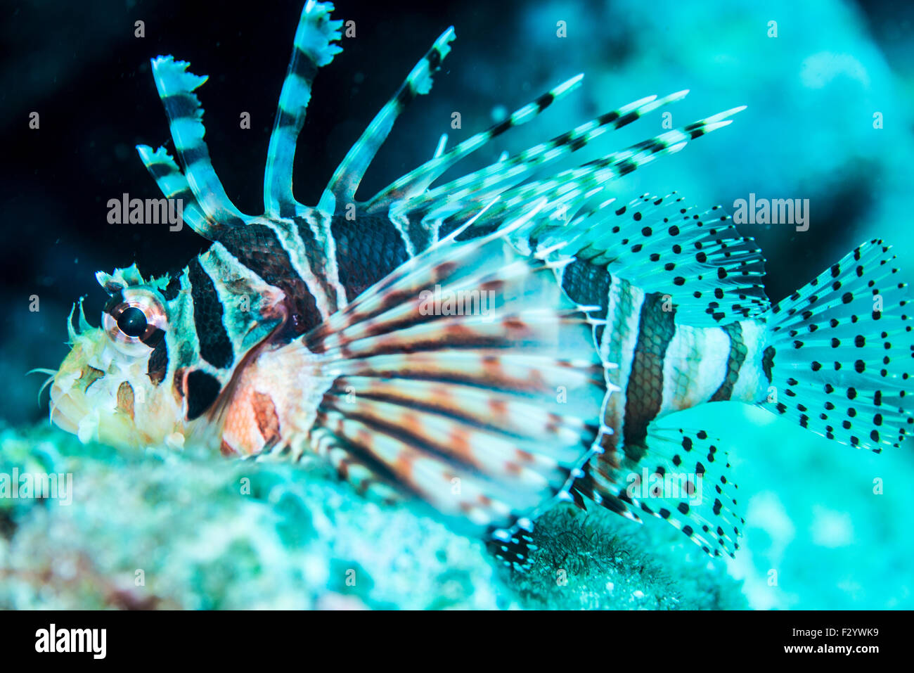 Red Lionfish (Pterois volitans Linnaeus, 1758). at Kashiwajima island ...