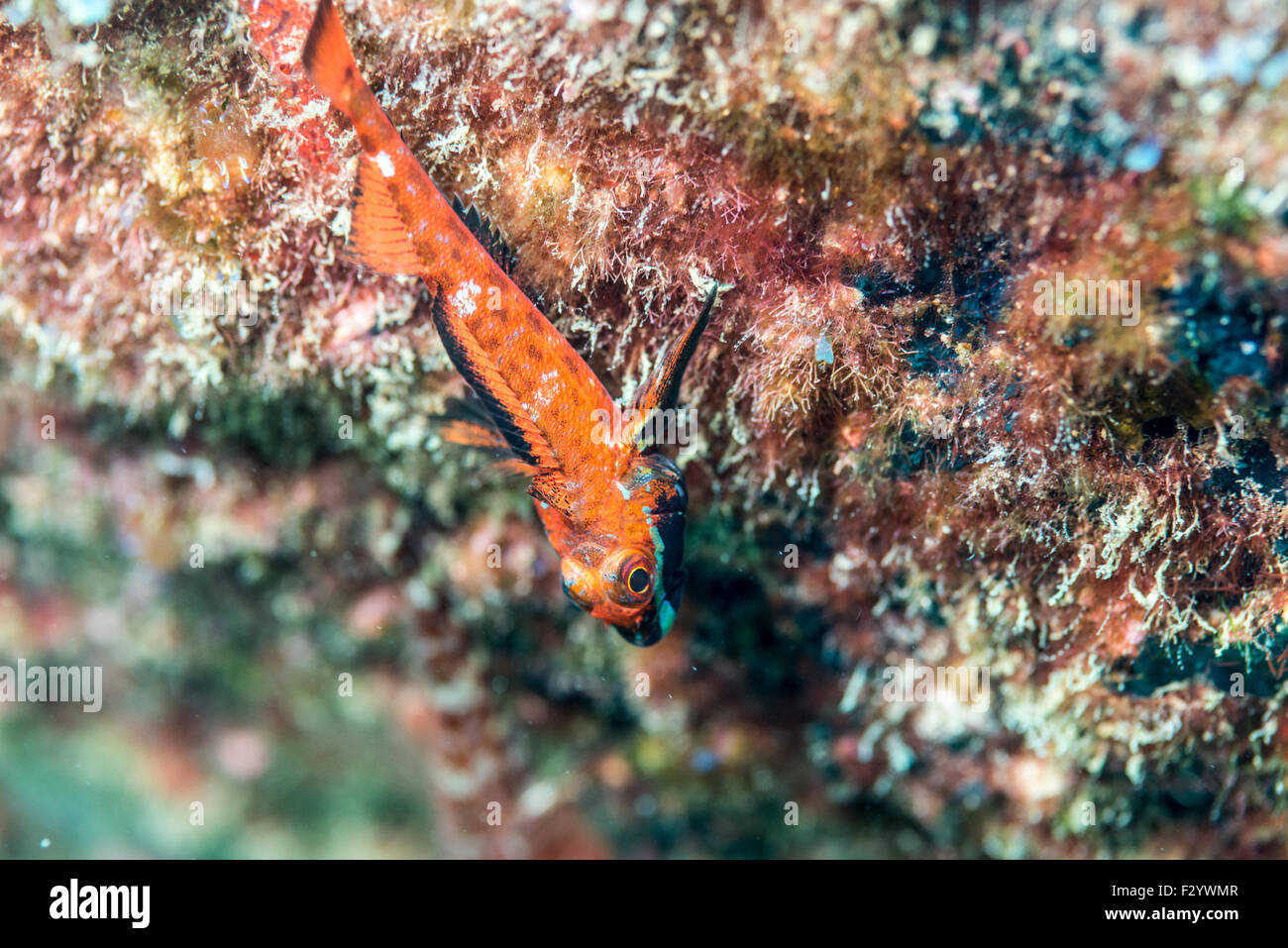 Threefine Blenny, clawing on arock. Scientific name is Helcogramma ...