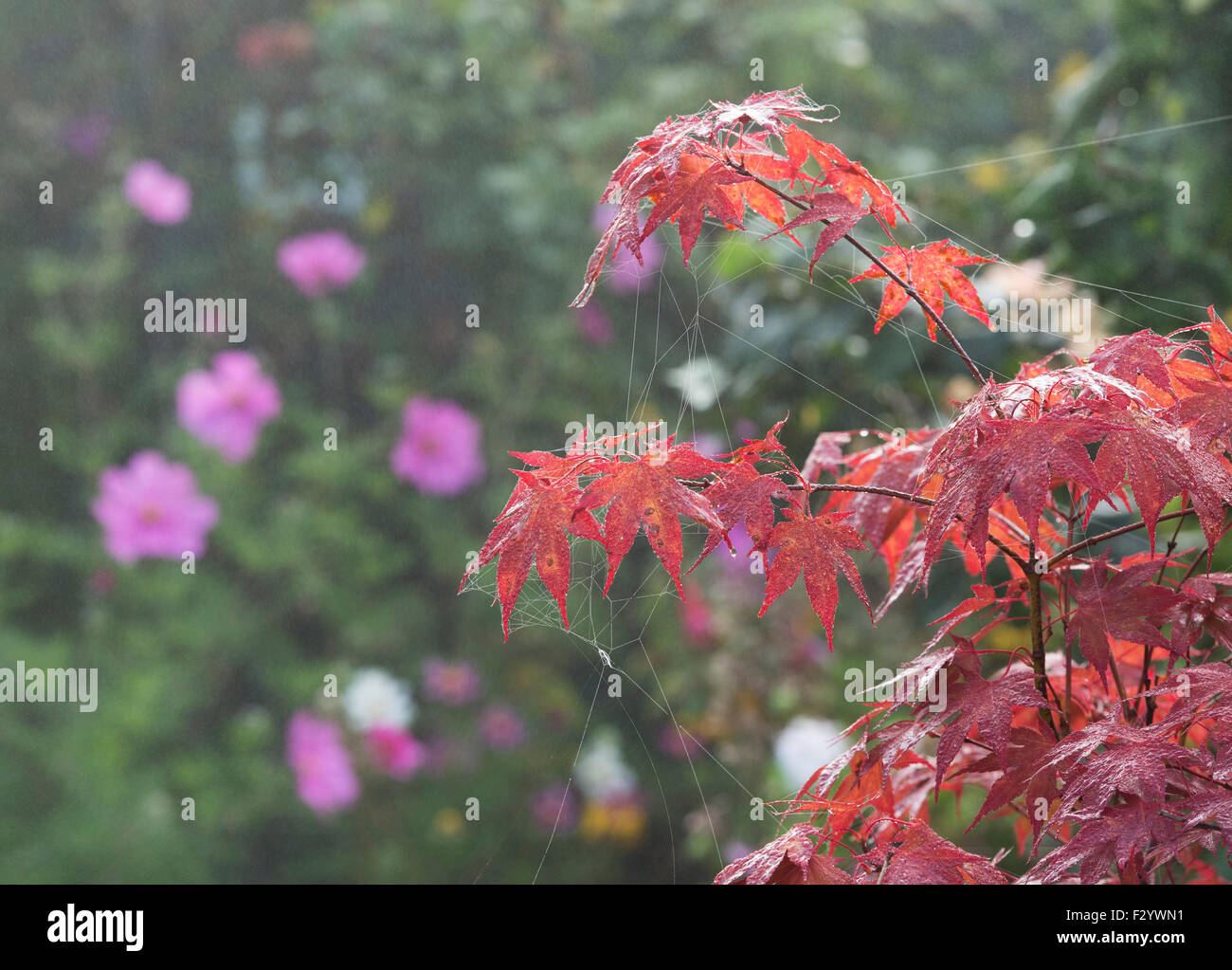 Tree spiders hi-res stock photography and images - Alamy