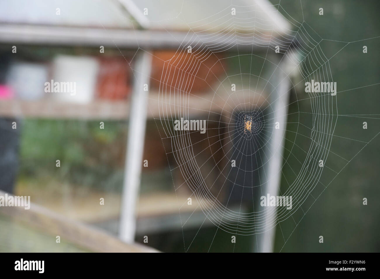 Building spider web hi-res stock photography and images - Alamy