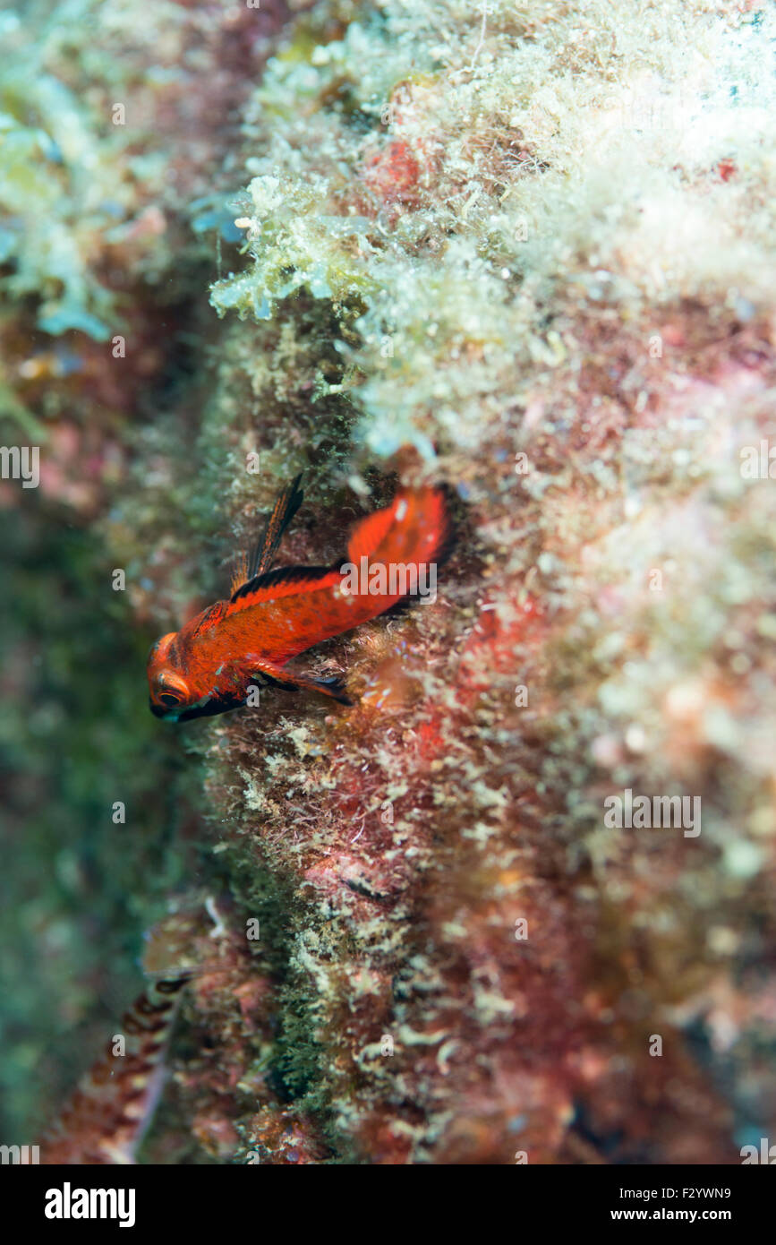 Threefine Blenny. Scientific name is Helcogramma nesion Williams & Howe ...