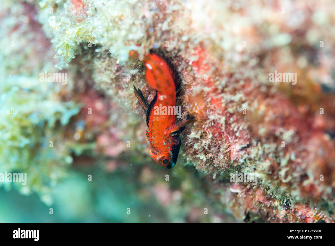 Threefine Blenny. Scientific name is Helcogramma nesion Williams & Howe ...