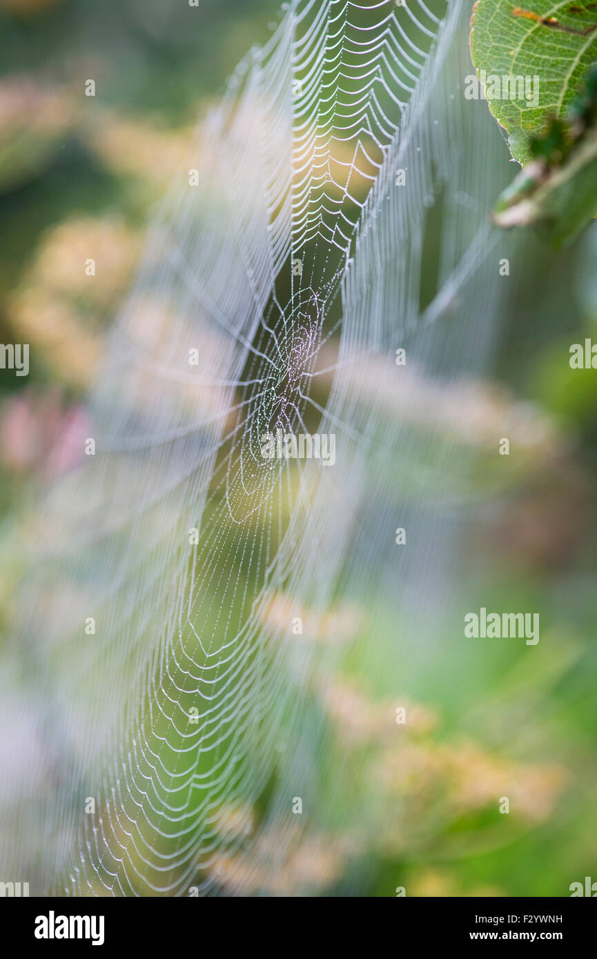 Spiders in gardens hi-res stock photography and images - Alamy