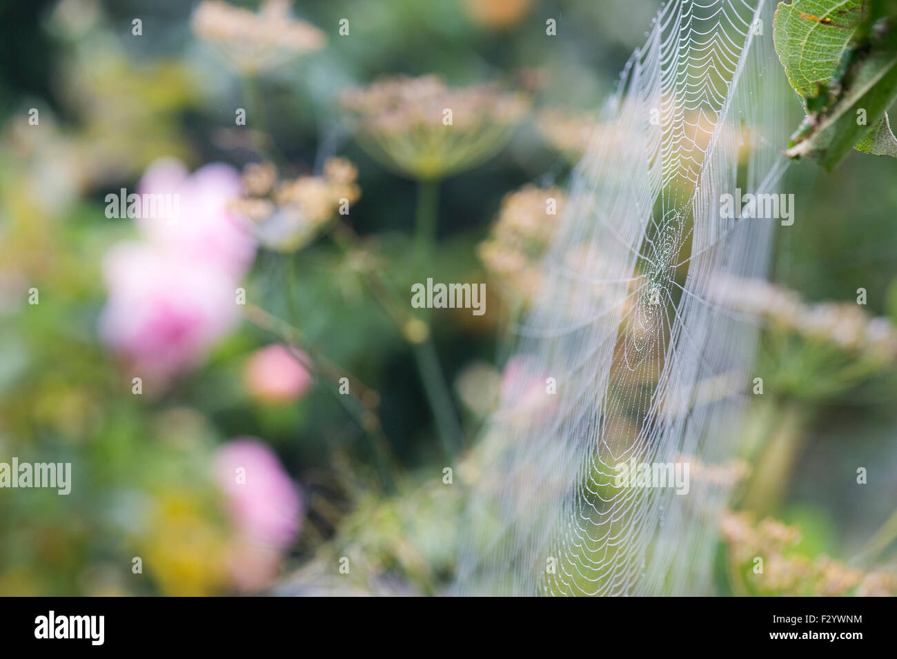 Mist covered Spiders webs in an english garden in autumn Stock Photo ...
