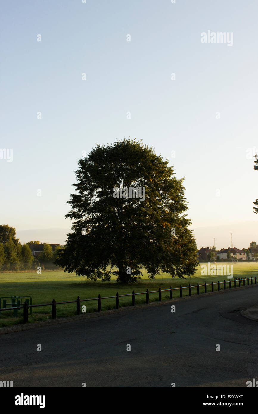 Beautiful morning sunrise trees High Resolution Stock Photography and ...