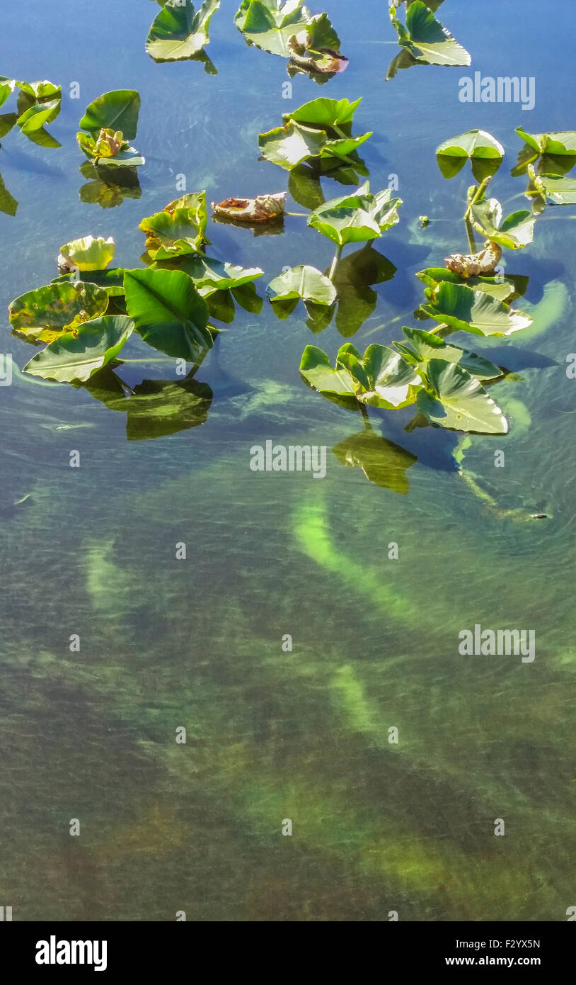 Algae bloom lake cassidy water lilies washington state usa hi-res stock ...