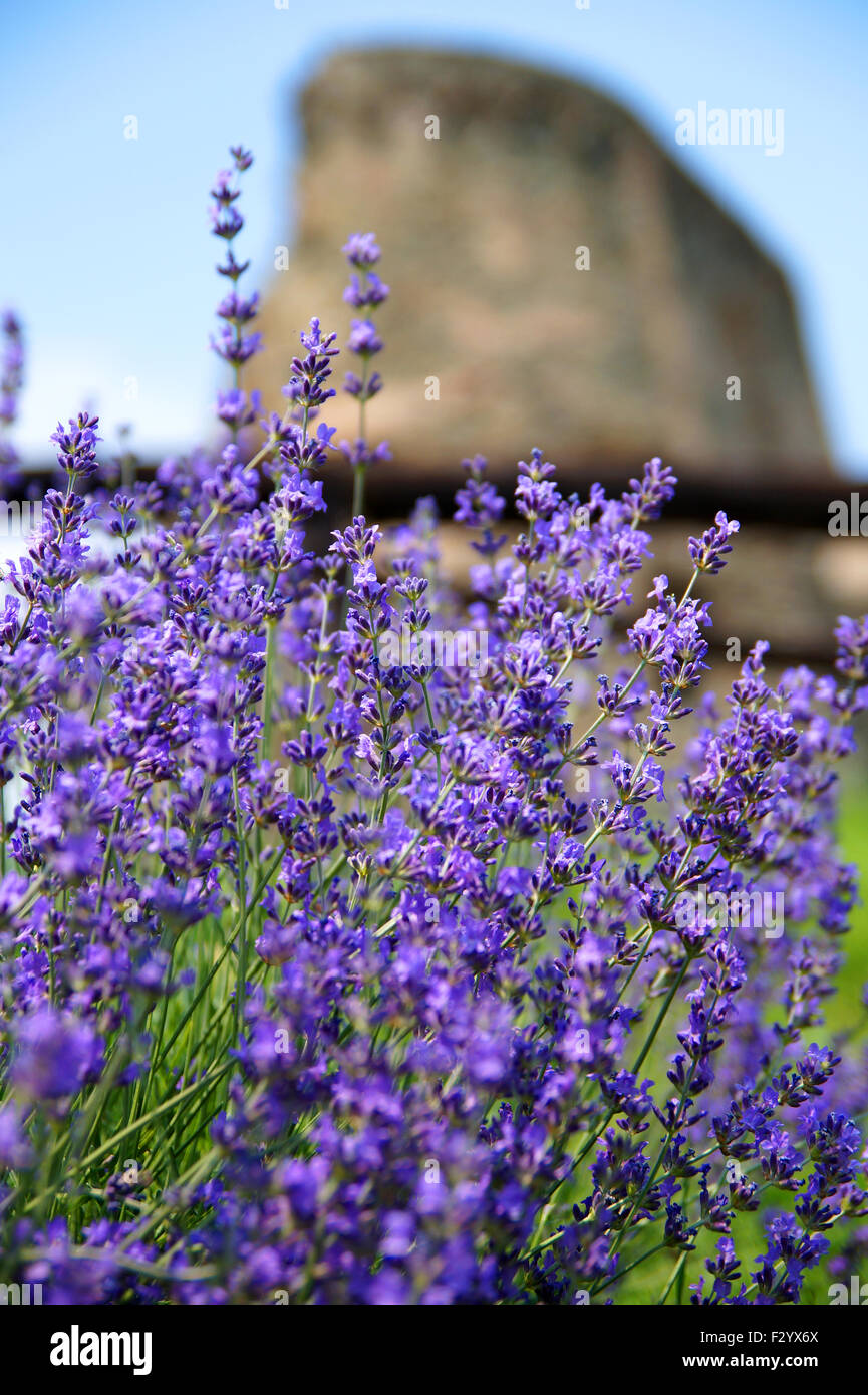 Lavender in neighborhood of Sacra di San Michele ,an very old religious ...