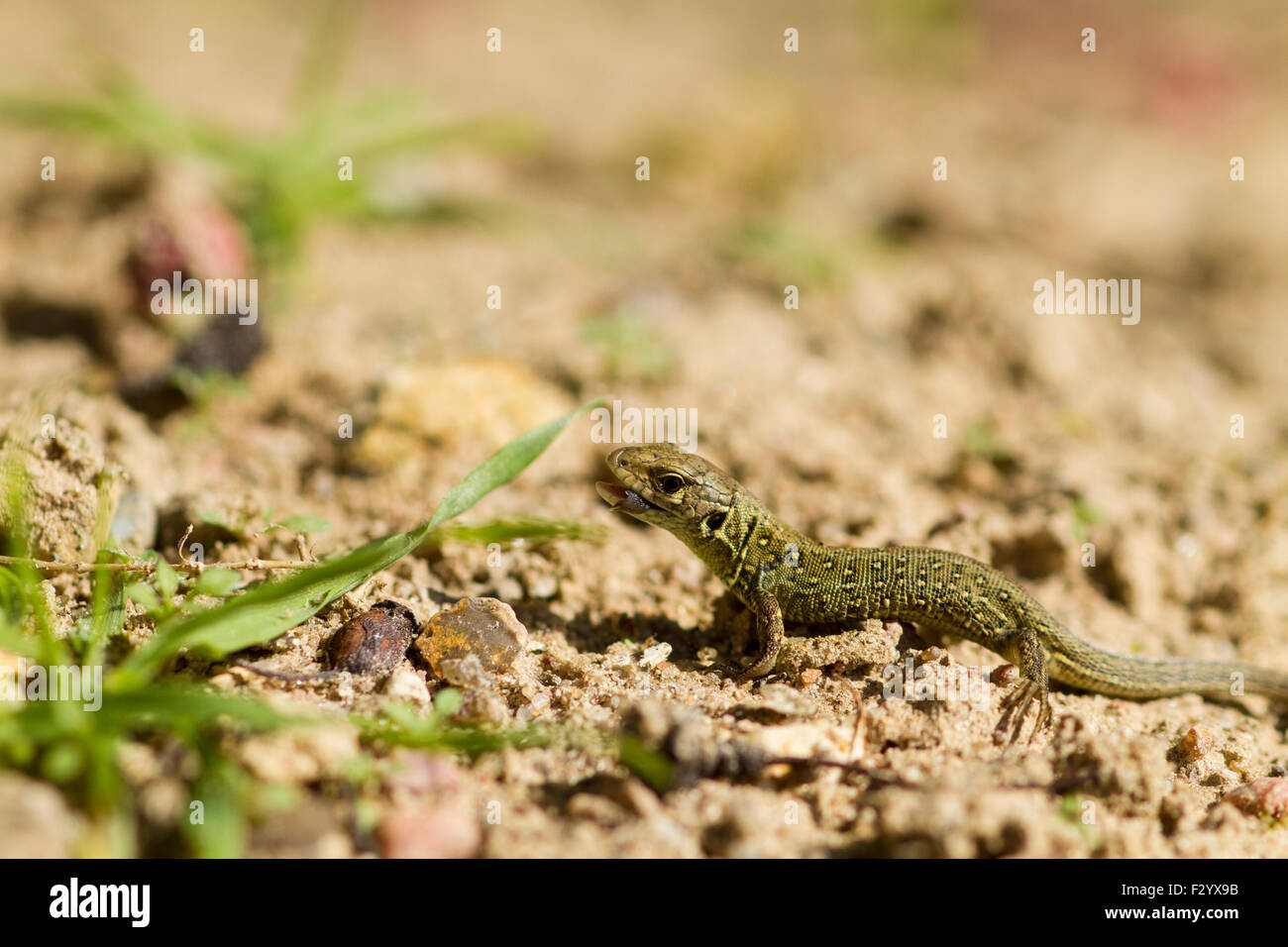 Sandodla hi-res stock photography and images - Alamy