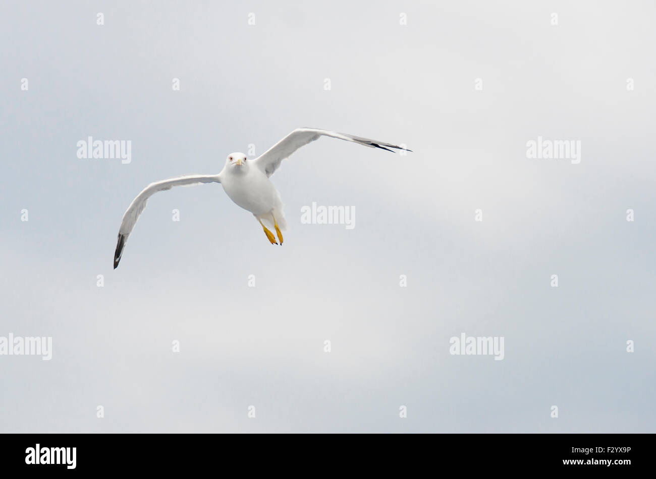 Little gull in flight larus hi-res stock photography and images - Alamy
