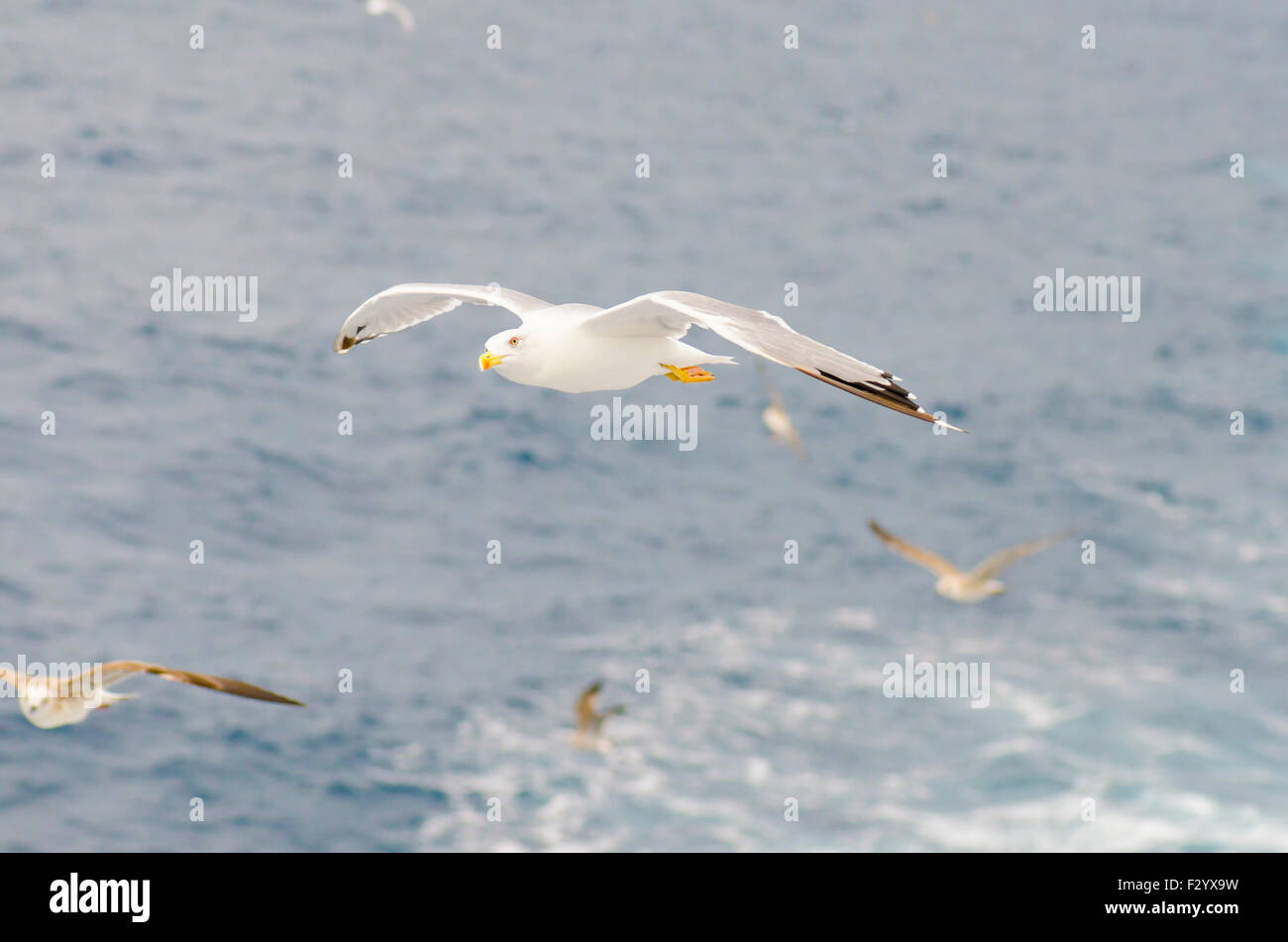 European gull in flight with other gulls above sea in group Stock Photo ...
