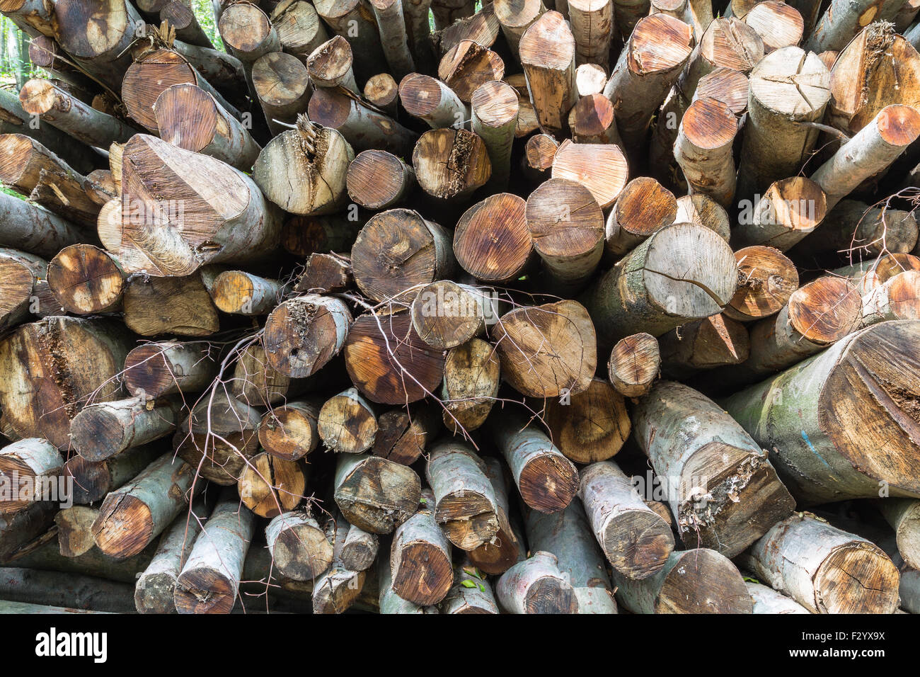 Stacked Wood in a Pile Stock Photo - Alamy