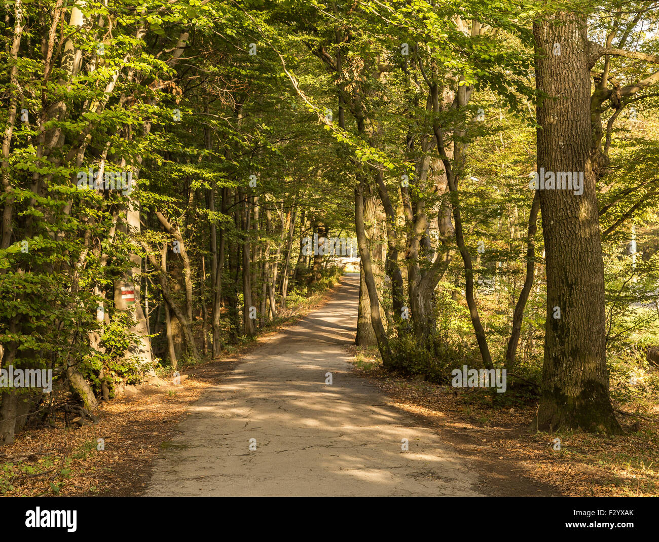 Trees along a path around sunset with shadows on the path Stock Photo ...