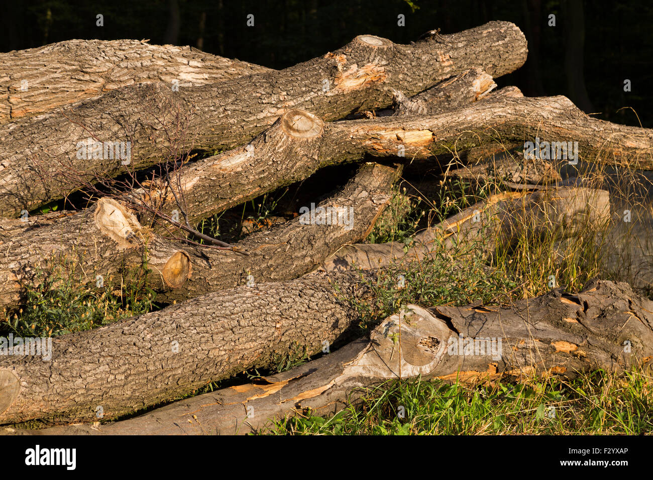 Pile of cut trees outside in a forest Stock Photo - Alamy