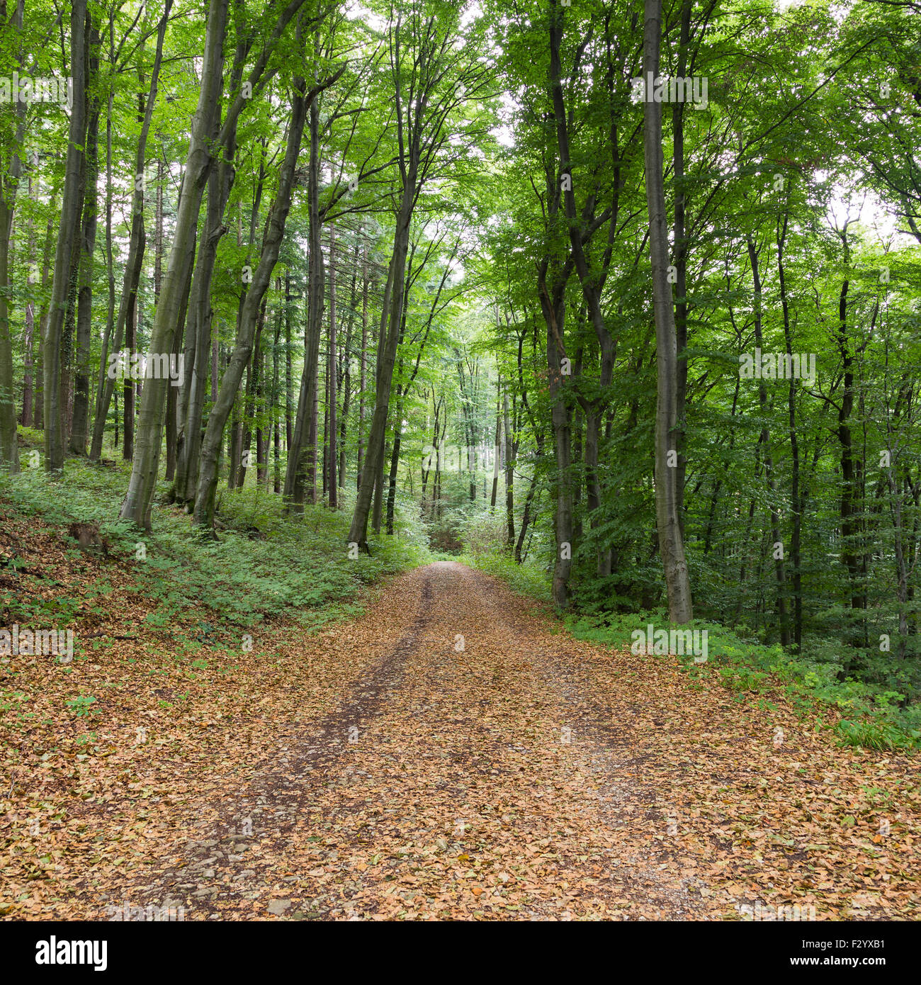 A trail among trees in woods during the summer autumn season Stock ...