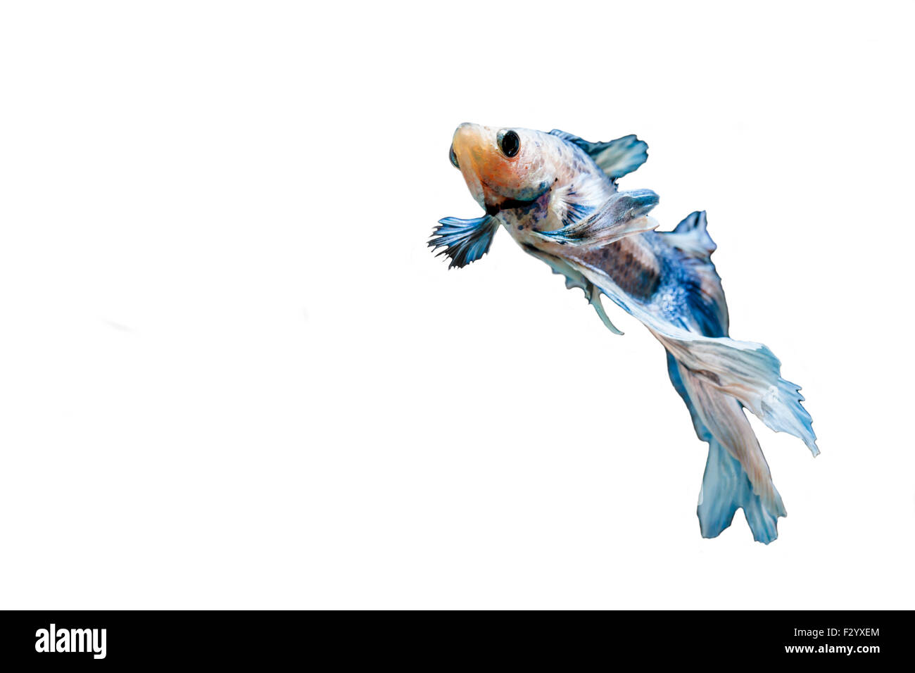Siamese fighting fish colorful Cut Out Stock Images & Pictures - Alamy