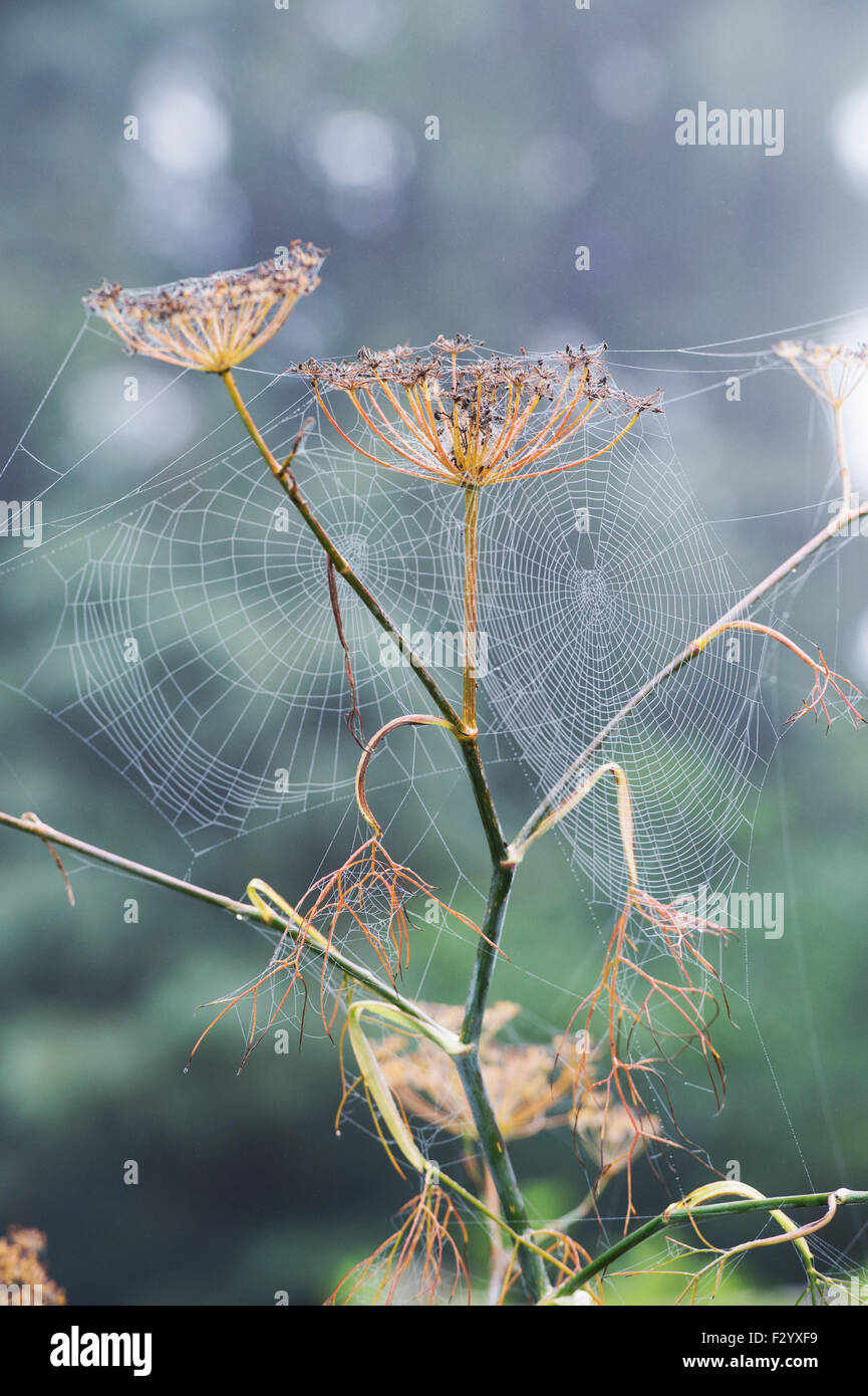 Spiders in gardens hi-res stock photography and images - Alamy