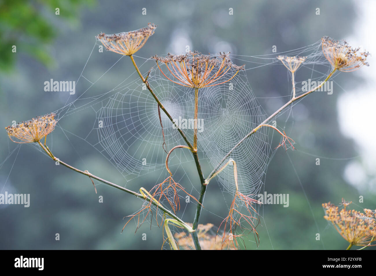 Mist covered Spiders webs in an english garden in autumn Stock Photo ...