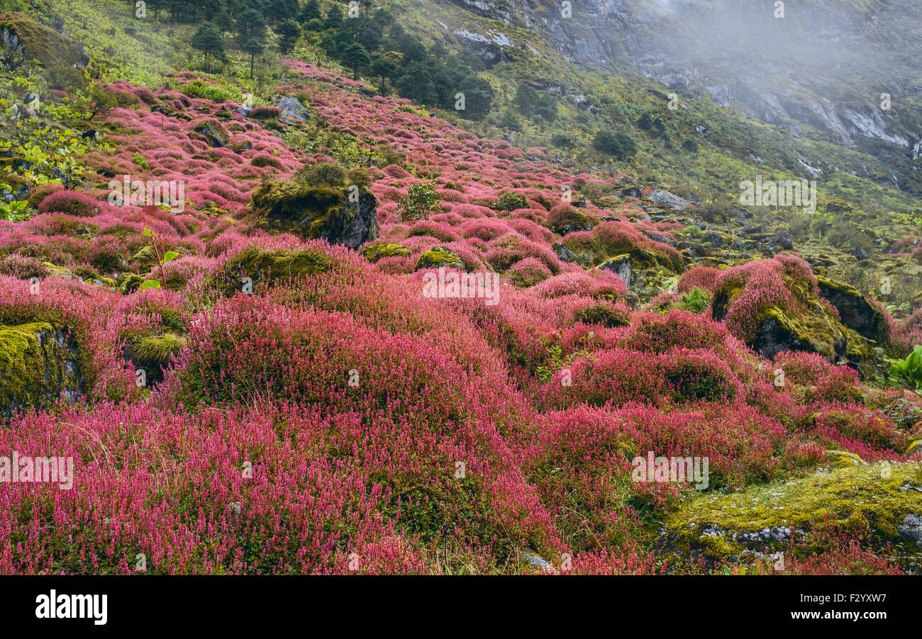 Alpine plants hi-res stock photography and images - Alamy