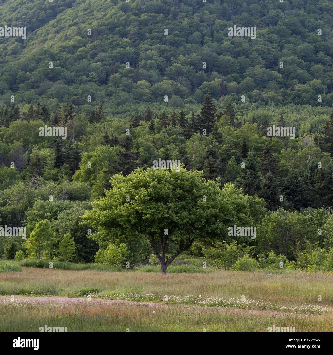 Trees, Hills in the countryside of Cape Breton Island in Nova Scotia ...