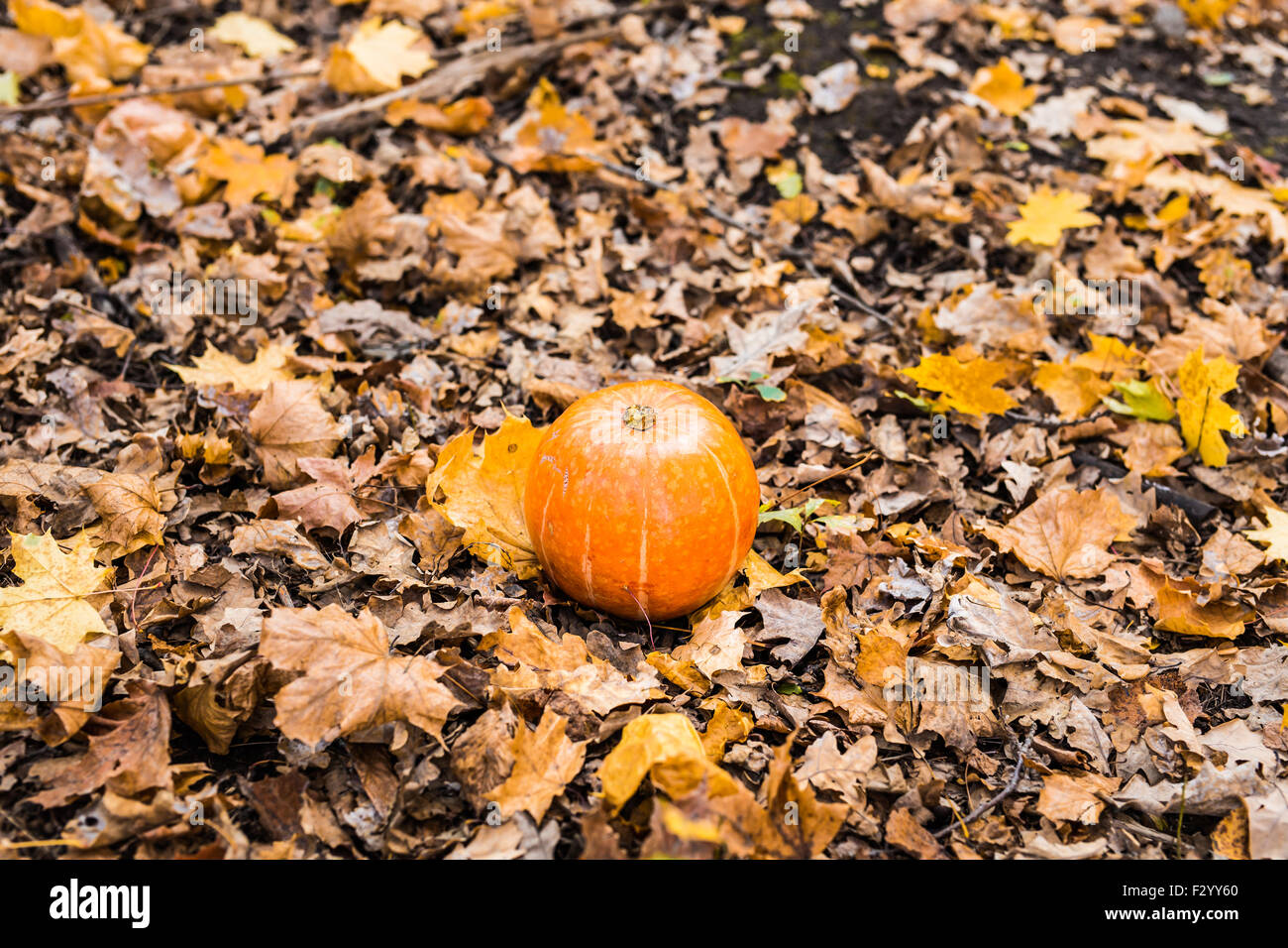 pumpkin in autumn leaves Stock Photo - Alamy