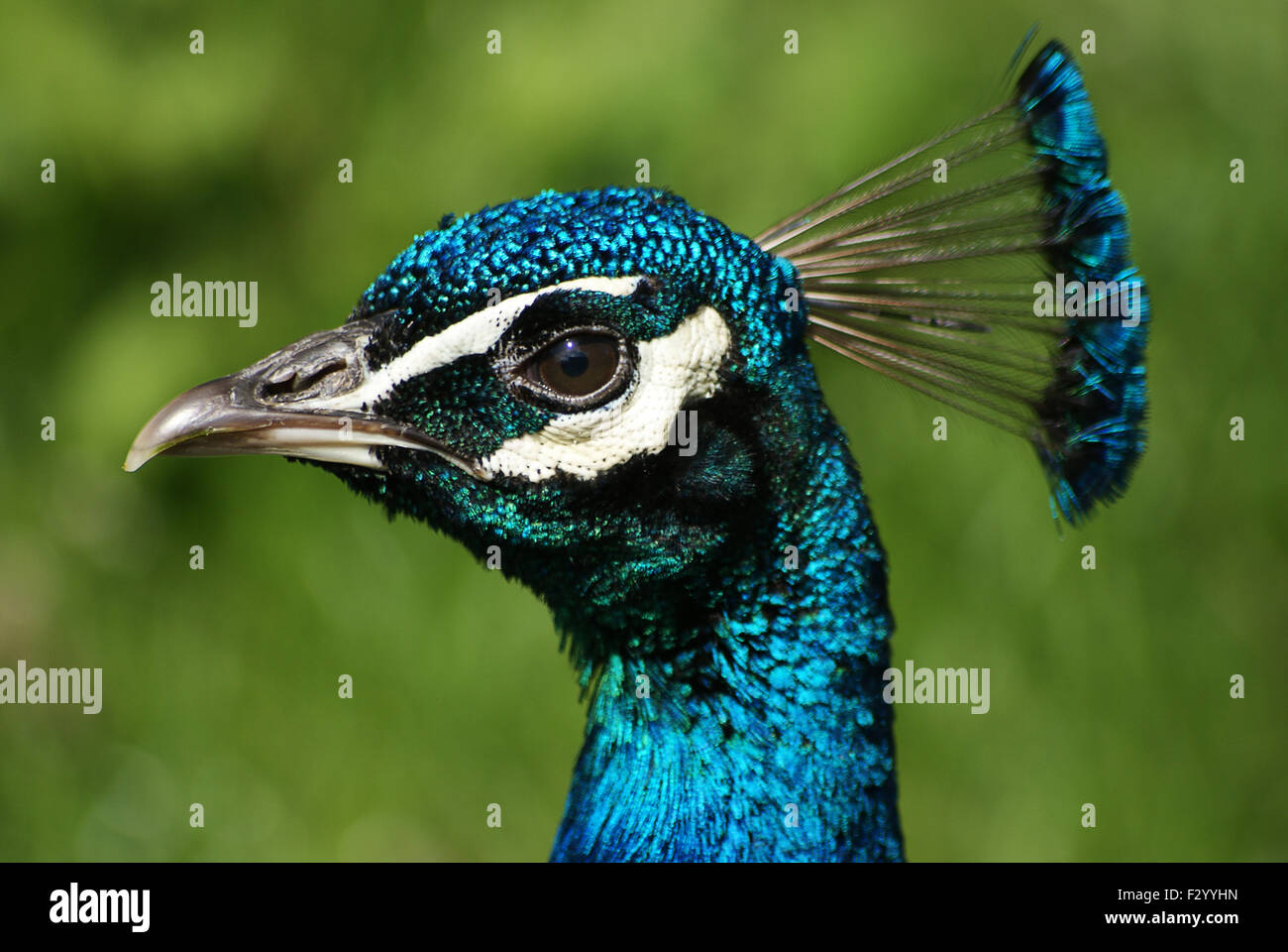 Peacock Head Photography Snap Male Peacock Bird Face There Stock Photo
