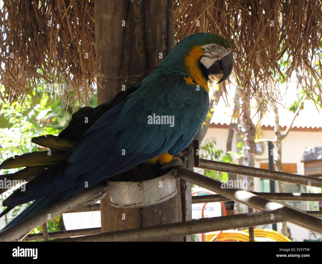 Arara hi-res stock photography and images - Alamy