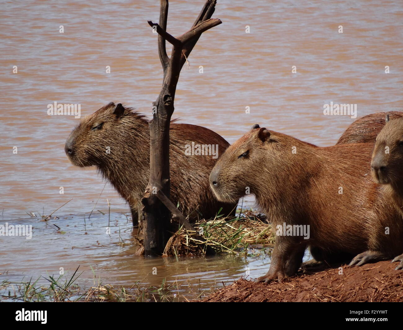 Capivara hi-res stock photography and images - Alamy
