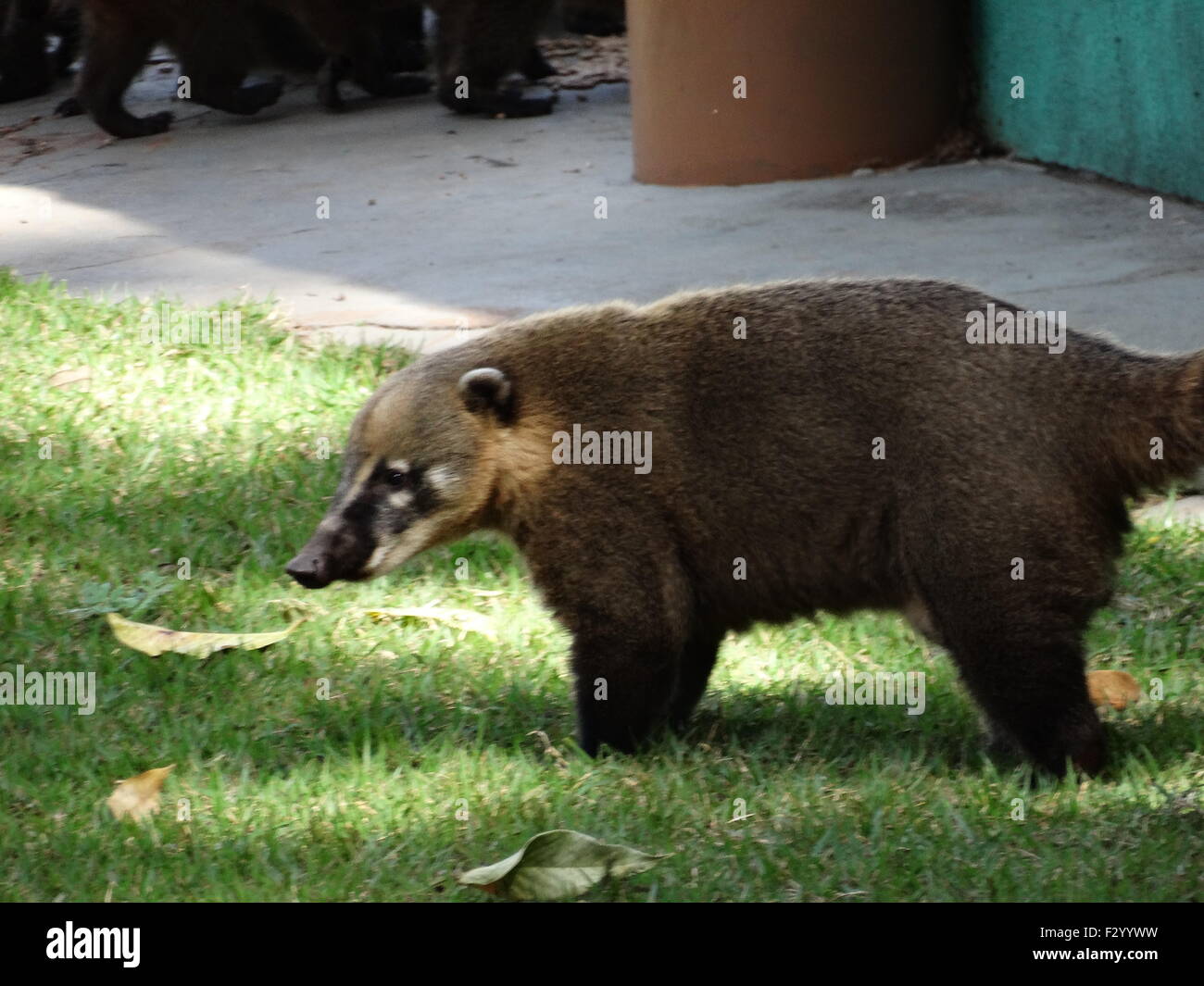 Quati hi-res stock photography and images - Alamy