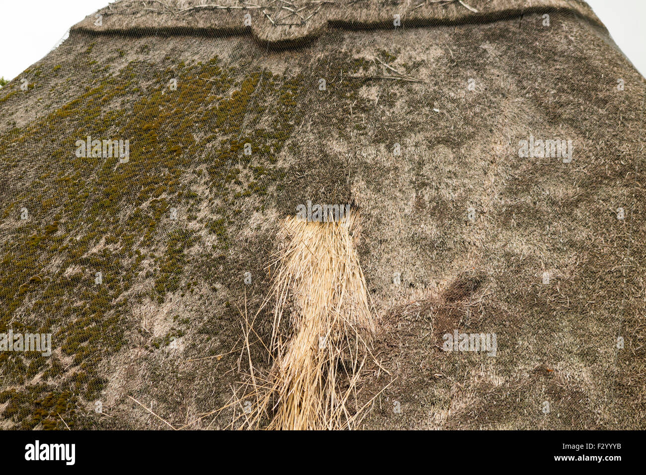 Decay to thatching / decayed thatch / damaged thatched roof, on a ...