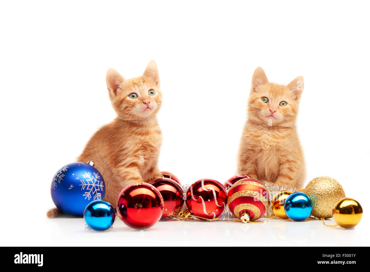 Two cute little red kittens sitting near colorful and sparkly Christmas ...