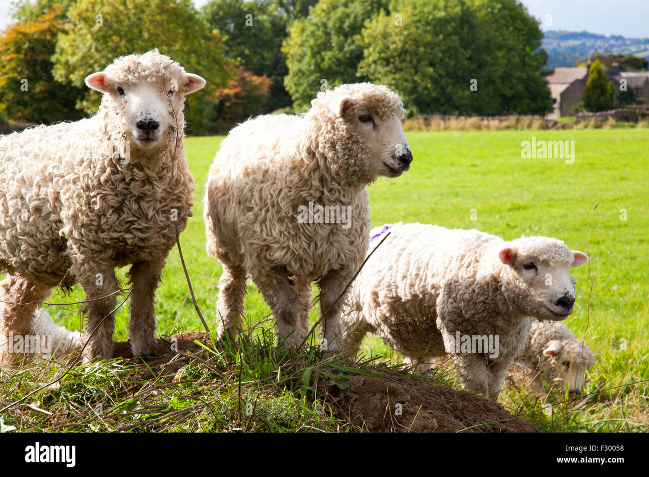 Upper Holloway, Derbyshire, England, U.K. 26th September 2015. Sheep ...