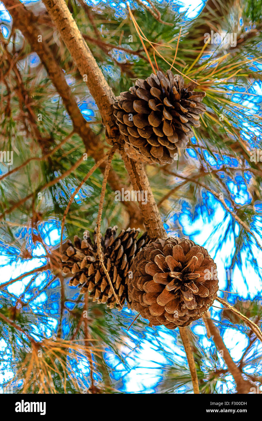 Many pine cones hi-res stock photography and images - Alamy