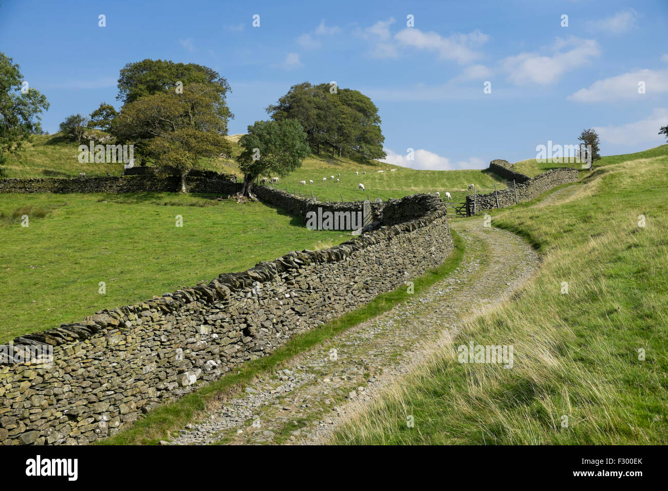 Fram track through fields in the English lake district Stock Photo - Alamy