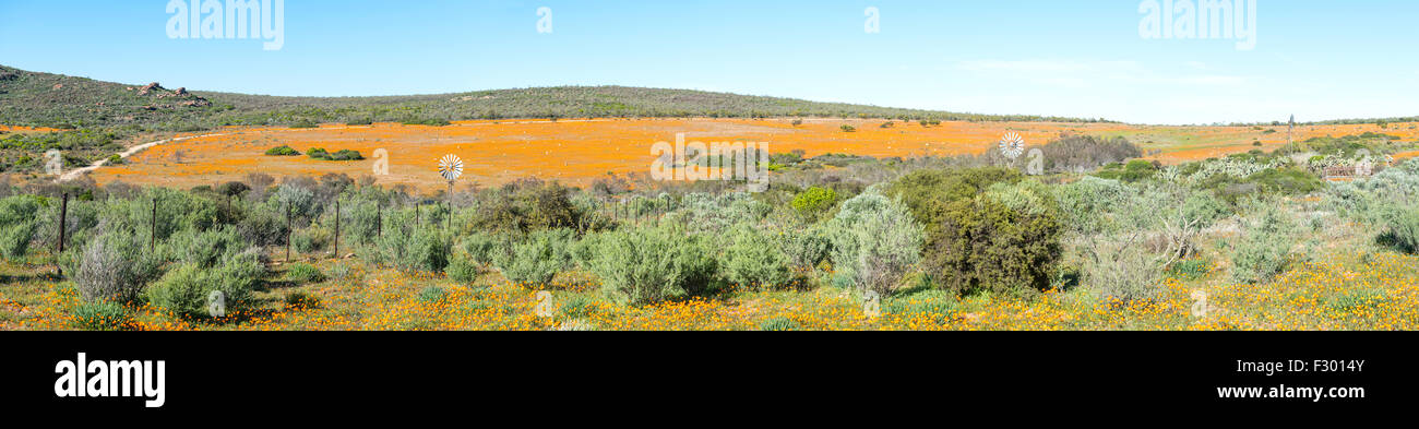 Panorama of Skilpad in the Namaqua National Park of South Africa with ...