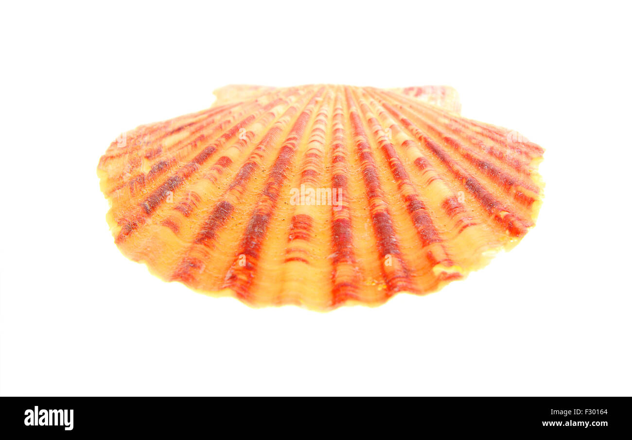 Beautiful Colored Seashells. Isolated Stock Photo - Alamy