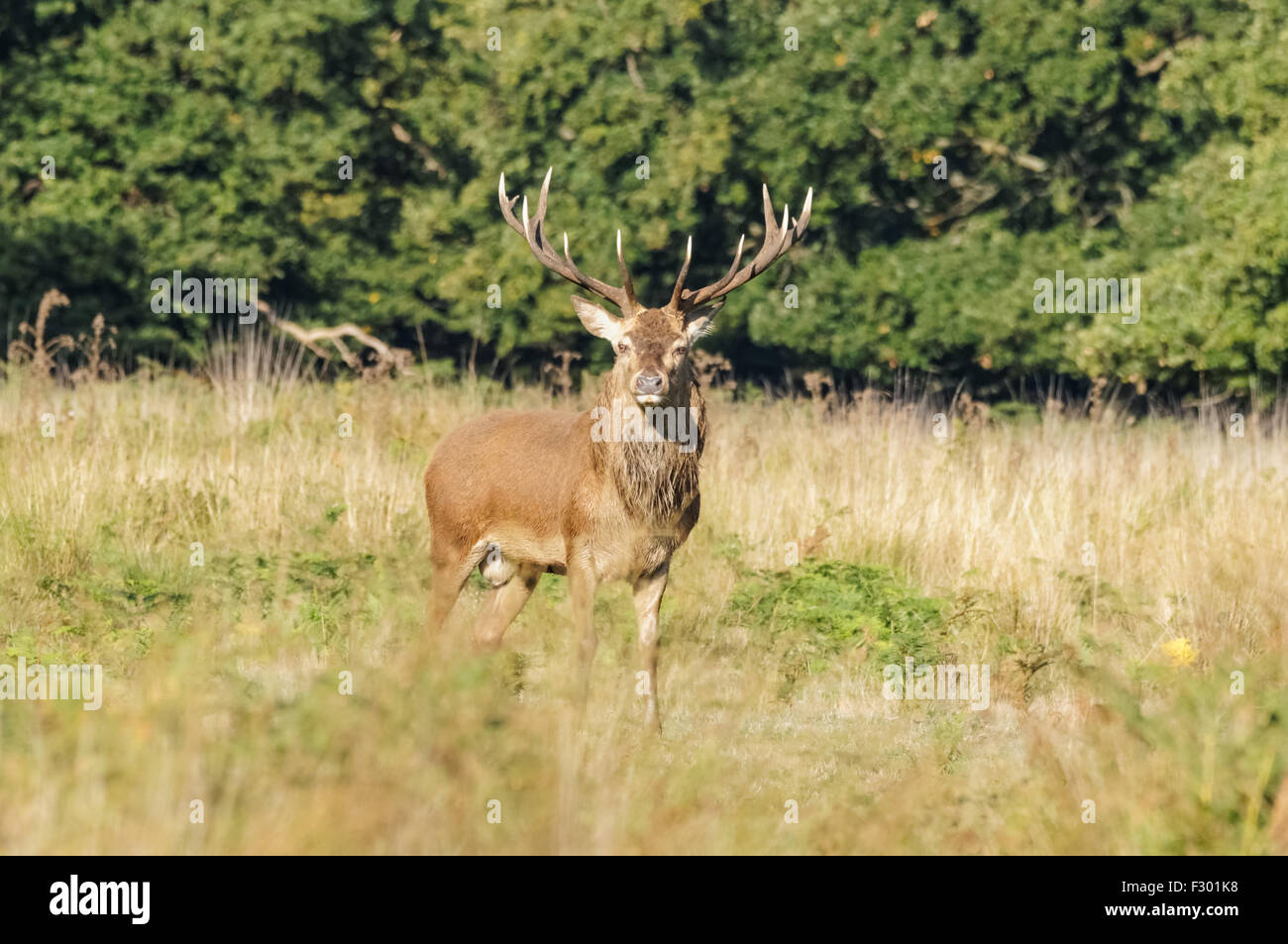 Deer in Richmond Park, London England United Kingdom UK Stock Photo - Alamy