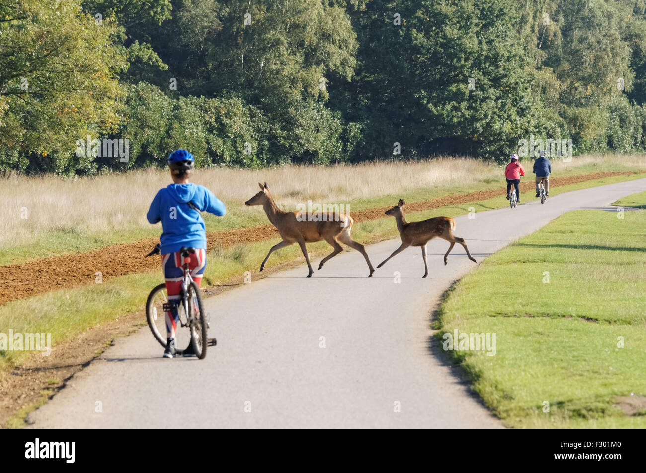 Cycling path in Richmond Park, London England United Kingdom UK Stock ...