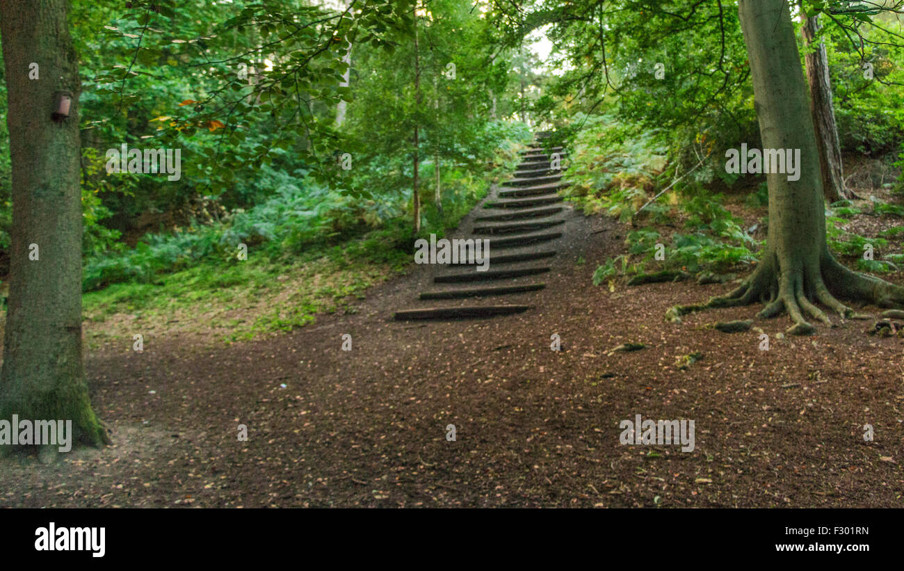 Steps on the Walking path in the woods of Coombe Gardens, Croydon ...