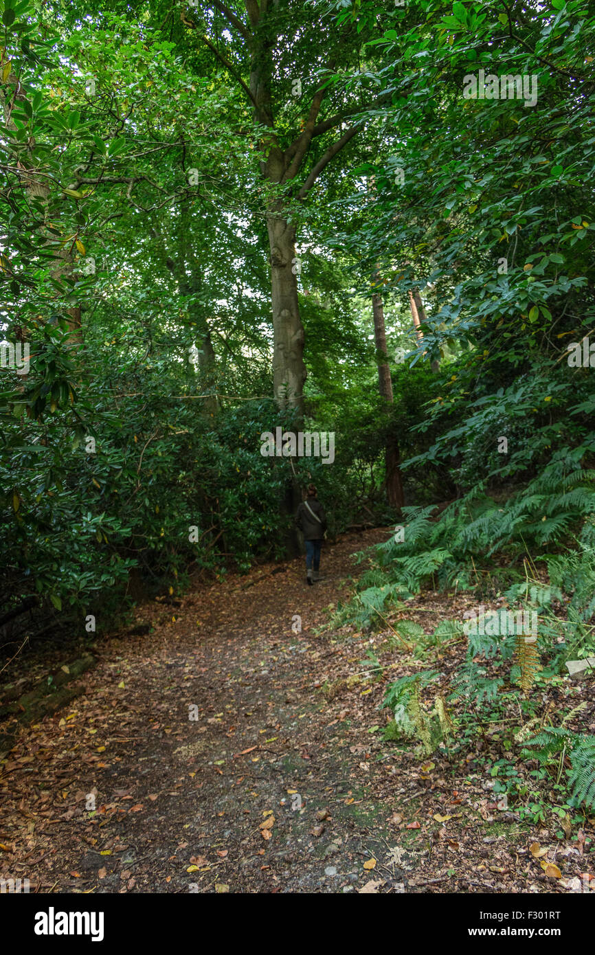 A walk in the woods at Coombe Gardens park in Croydon, Surrey Stock ...