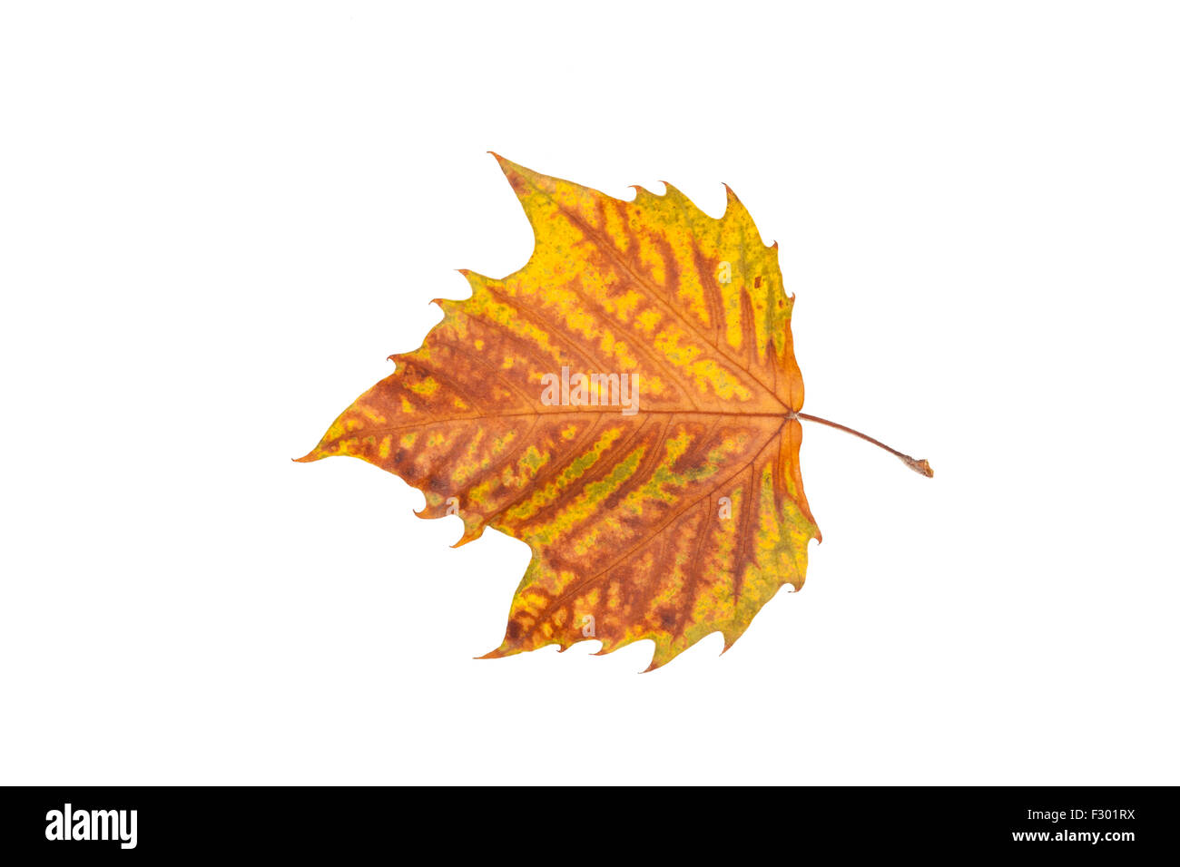 Autmn leaf isolated Stock Photo - Alamy