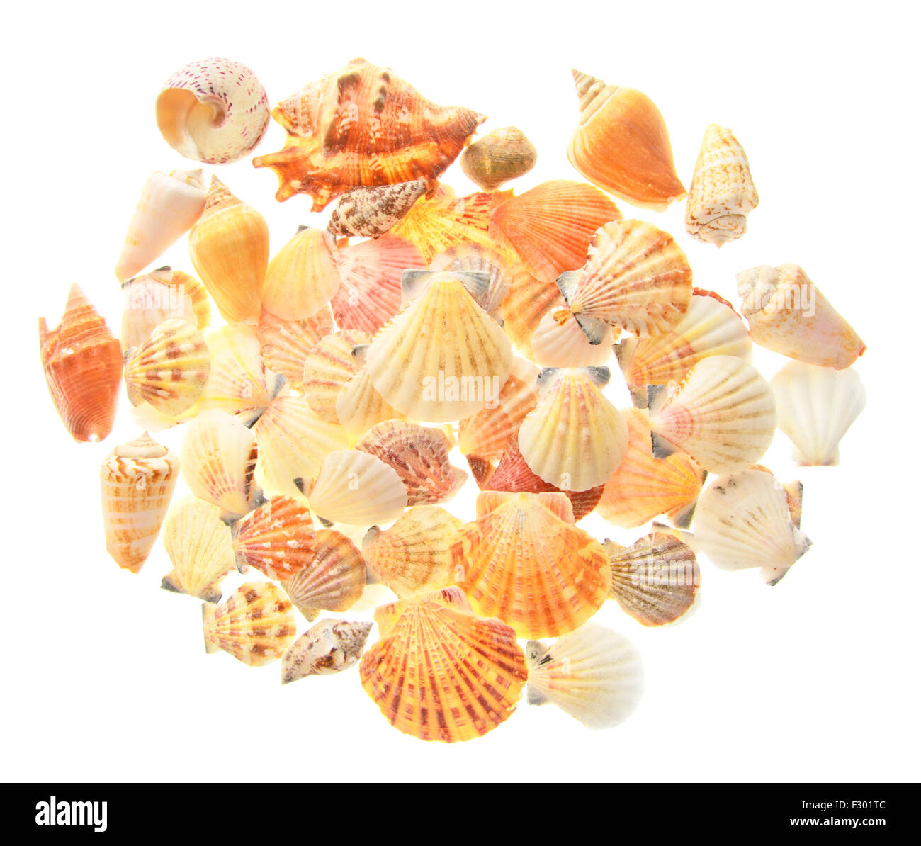 Set of seashells. Isolated Stock Photo - Alamy