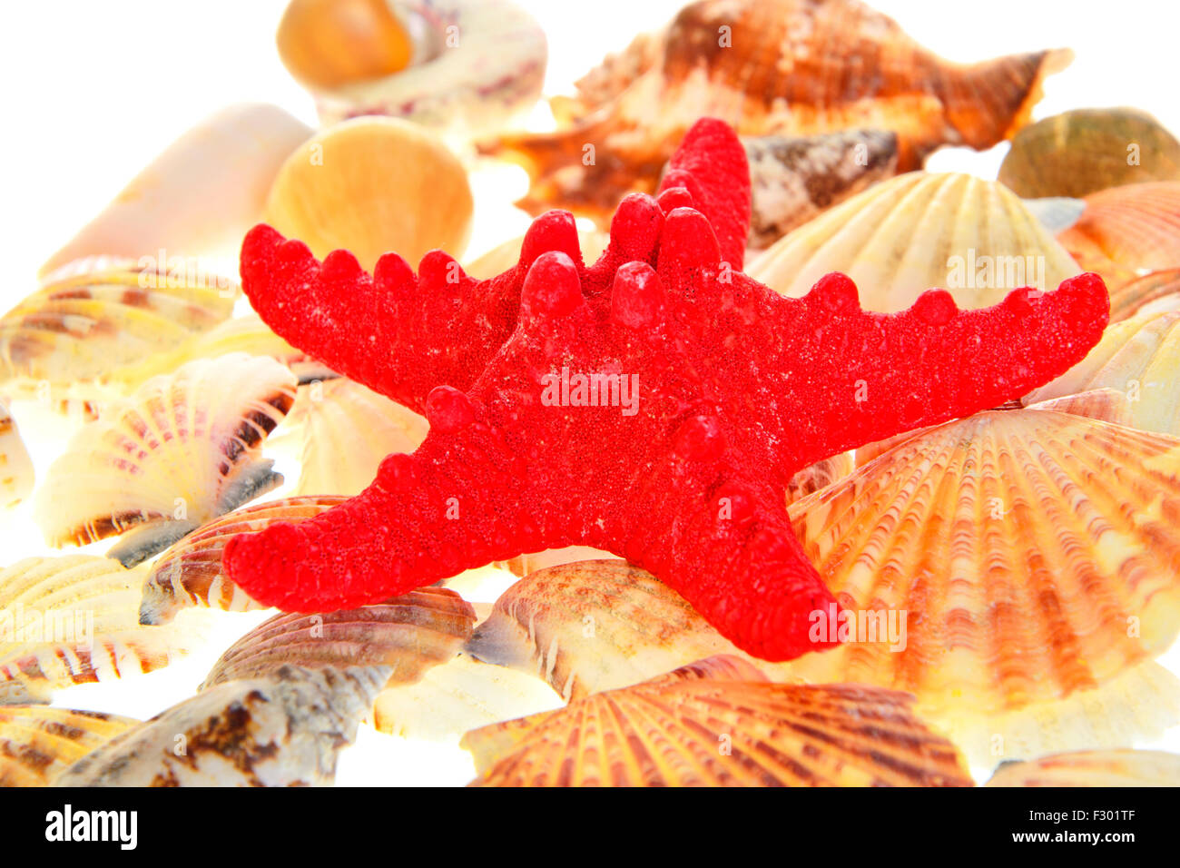 Set of seashells. Isolated Stock Photo - Alamy